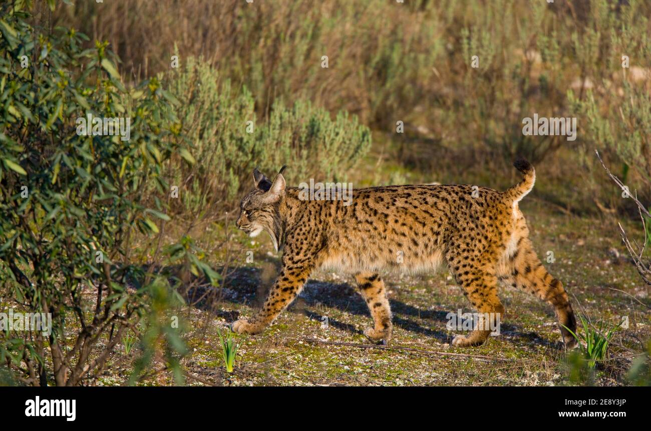 LINCE IBÉRICO- IBERIAN LYNX (Lynx pardinus) salvaje fotografiado en el ...