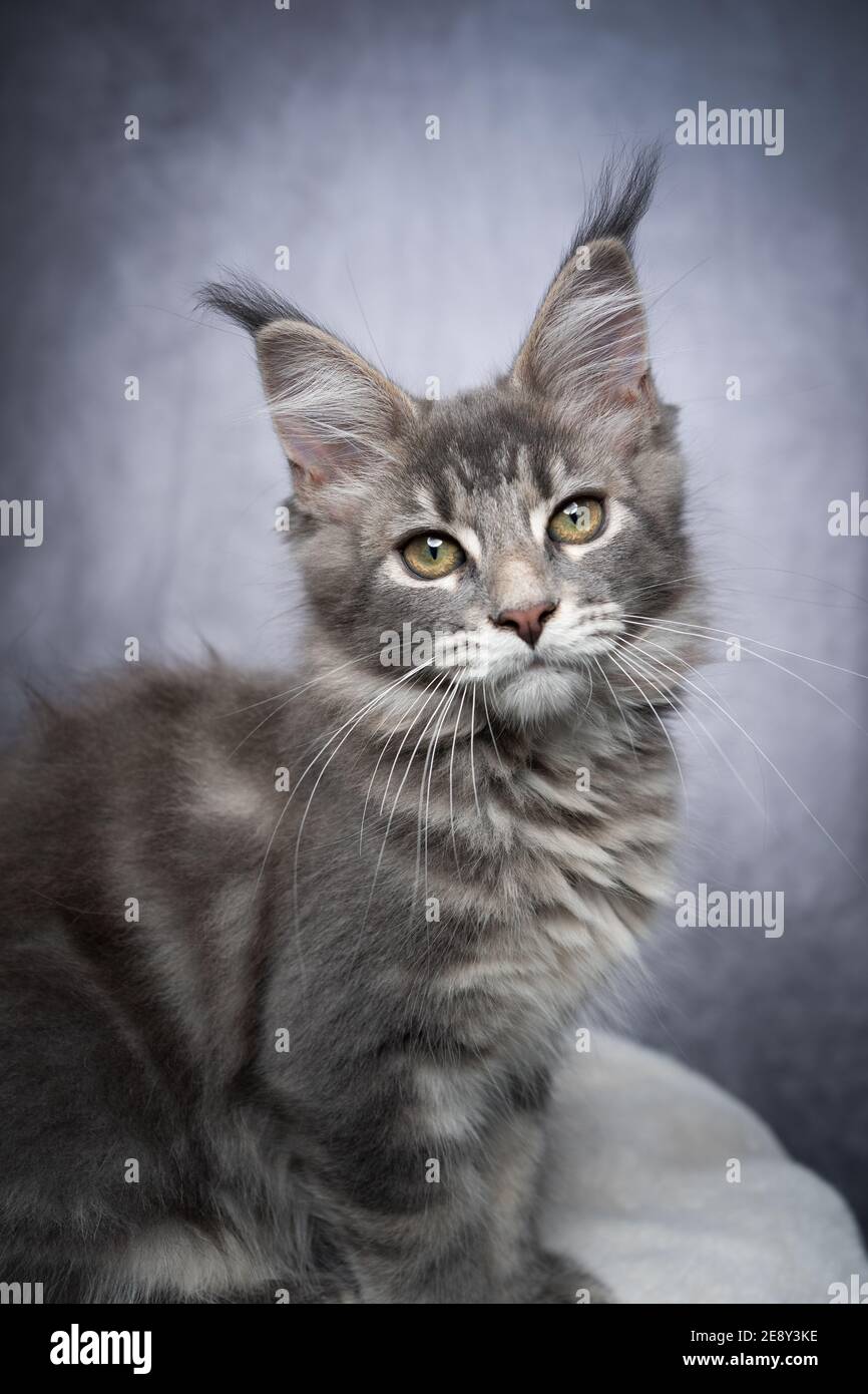 cute blue tabby maine coon kitten sitting sideways on white fur looking ...