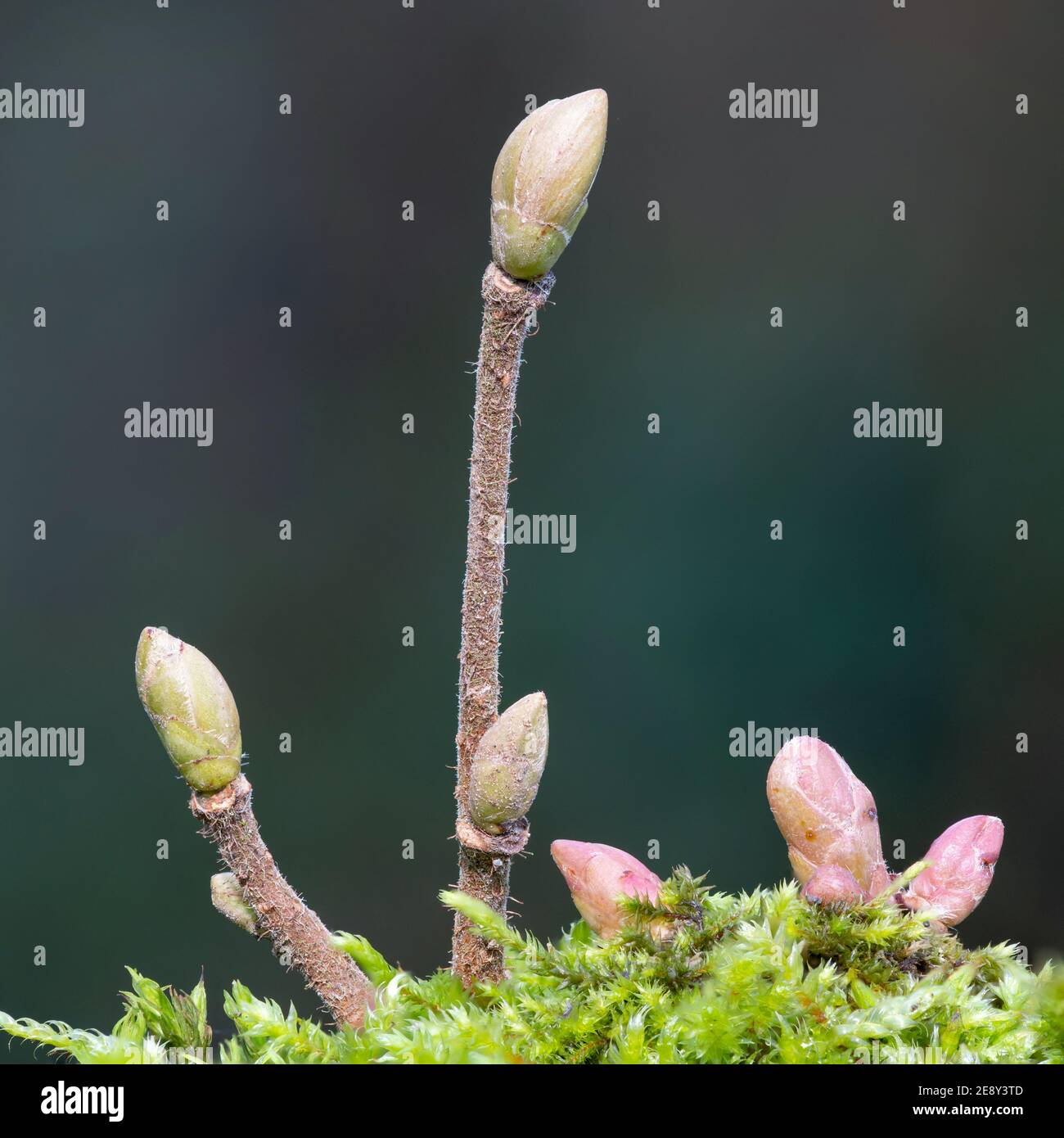 Macro shot of buds on a common hazel (corylus avellana) tree Stock ...