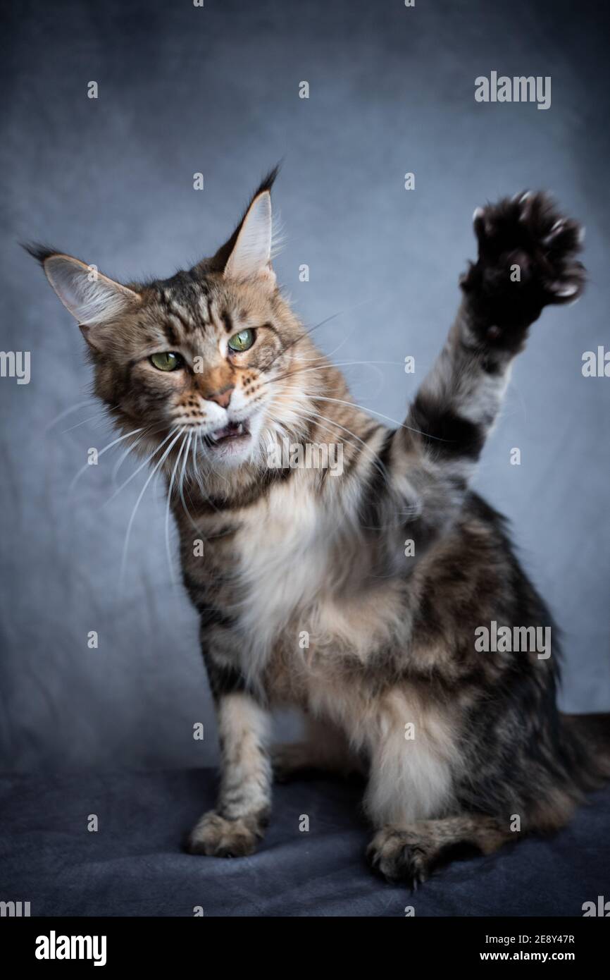 Aggressive Tabby Maine Coon Cat Raising Paw With Open Mouth On Gray Concrete Background Stock