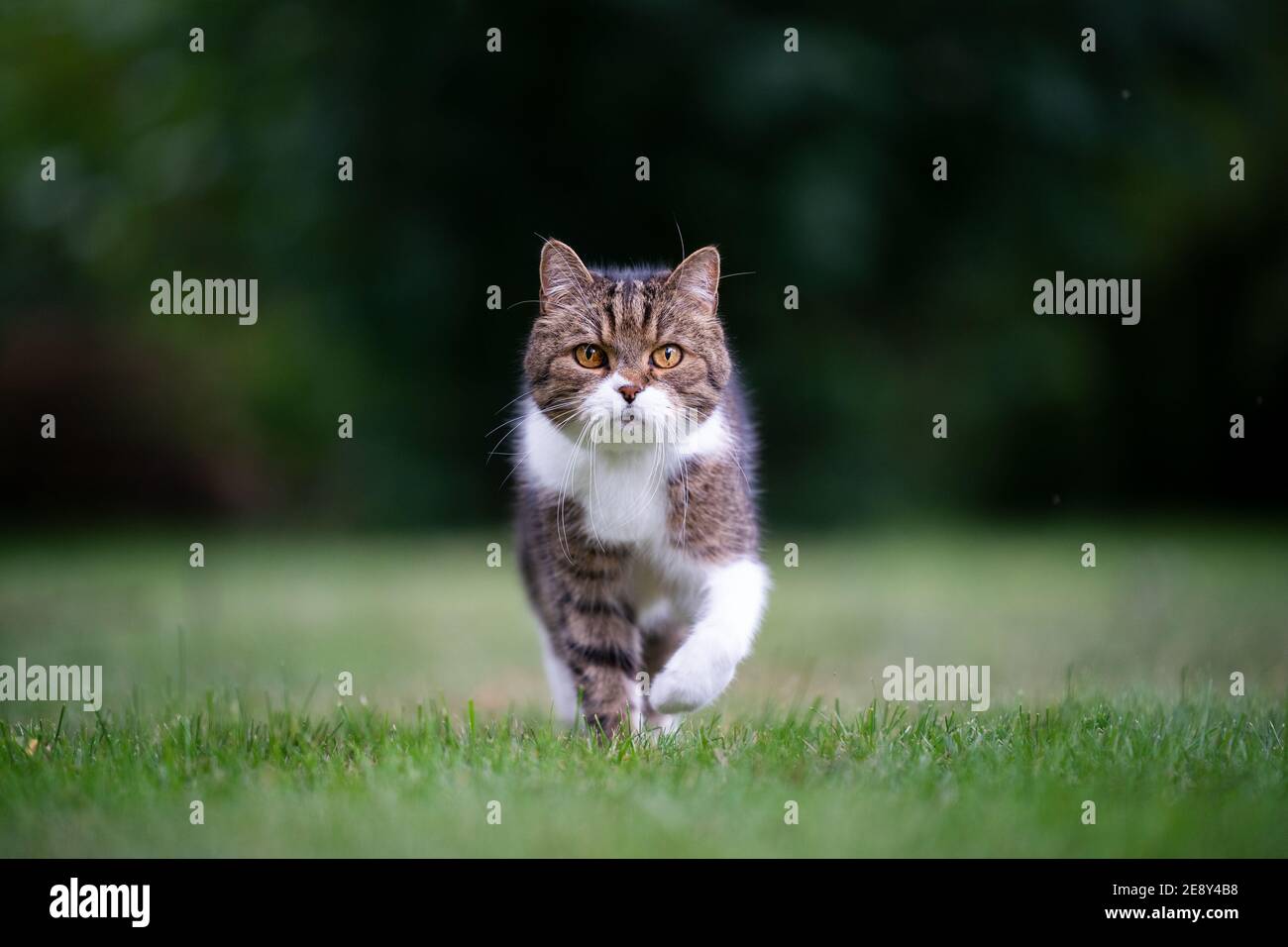 Determined cat hi-res stock photography and images - Alamy