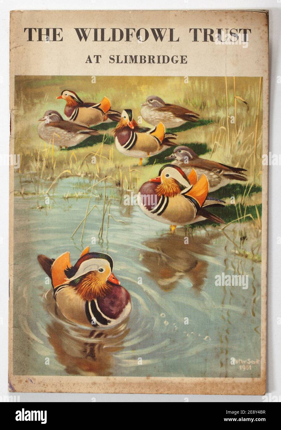 Wildfowl trust slimbridge hi-res stock photography and images - Alamy