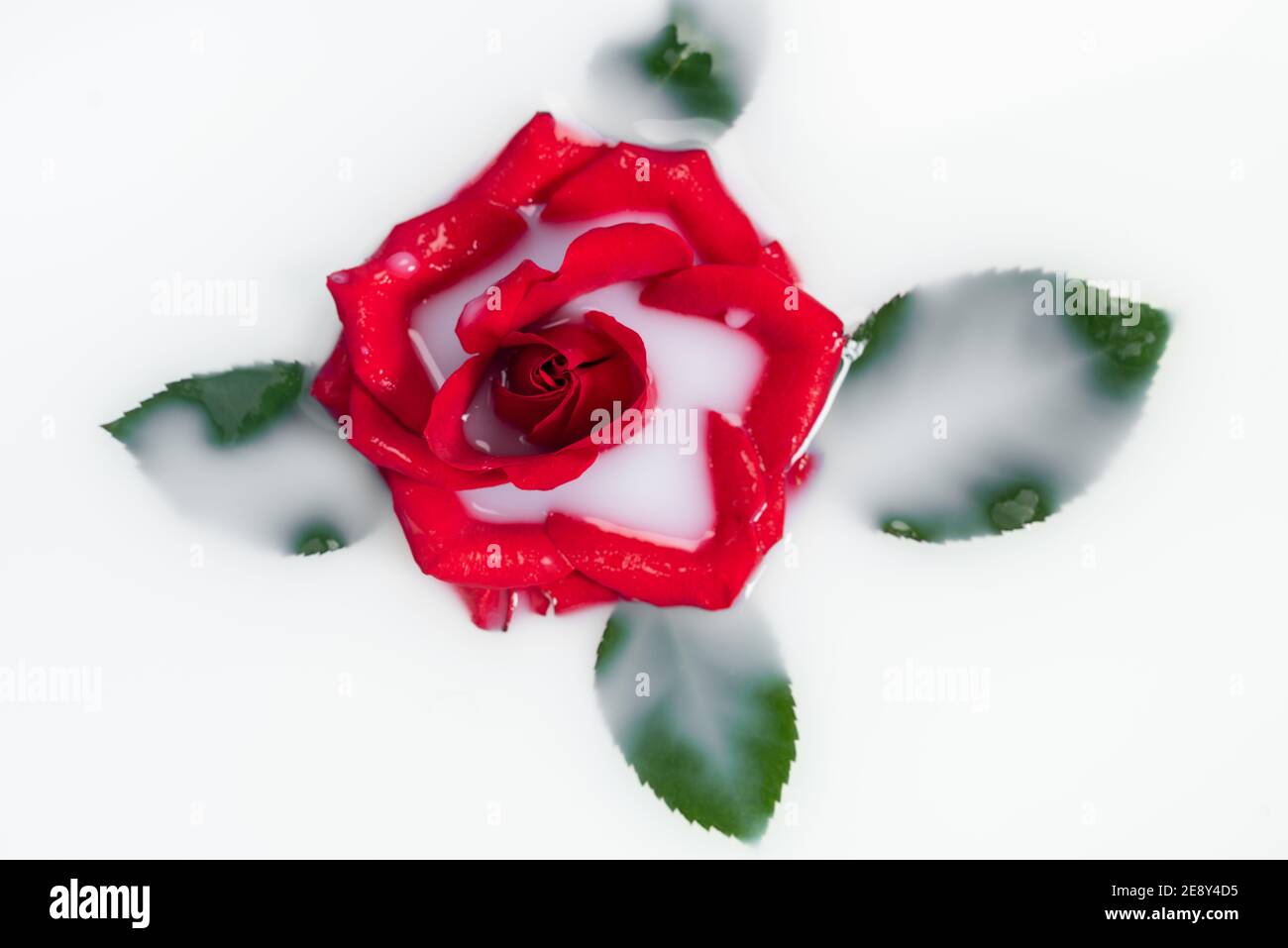 Milky water with flowers hi-res stock photography and images - Alamy