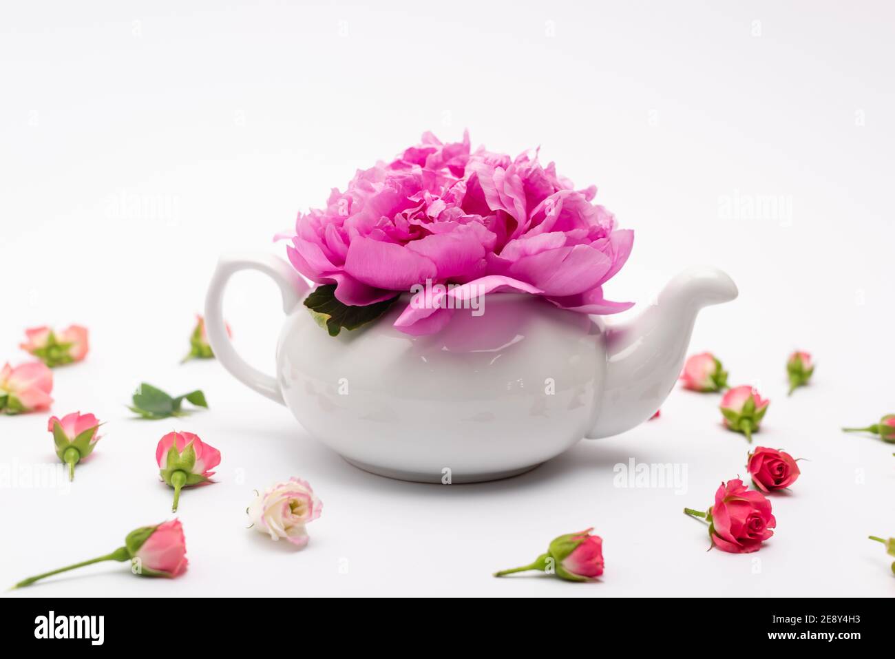 pink flower in porcelain teapot near small tea roses on white Stock ...