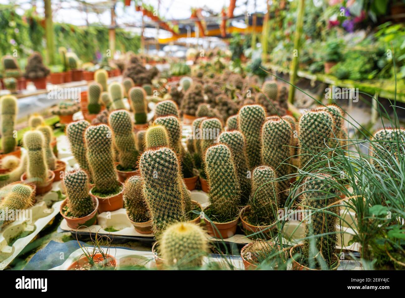 Cacti of different shapes and breeds on the cactus farm. Plants for ...