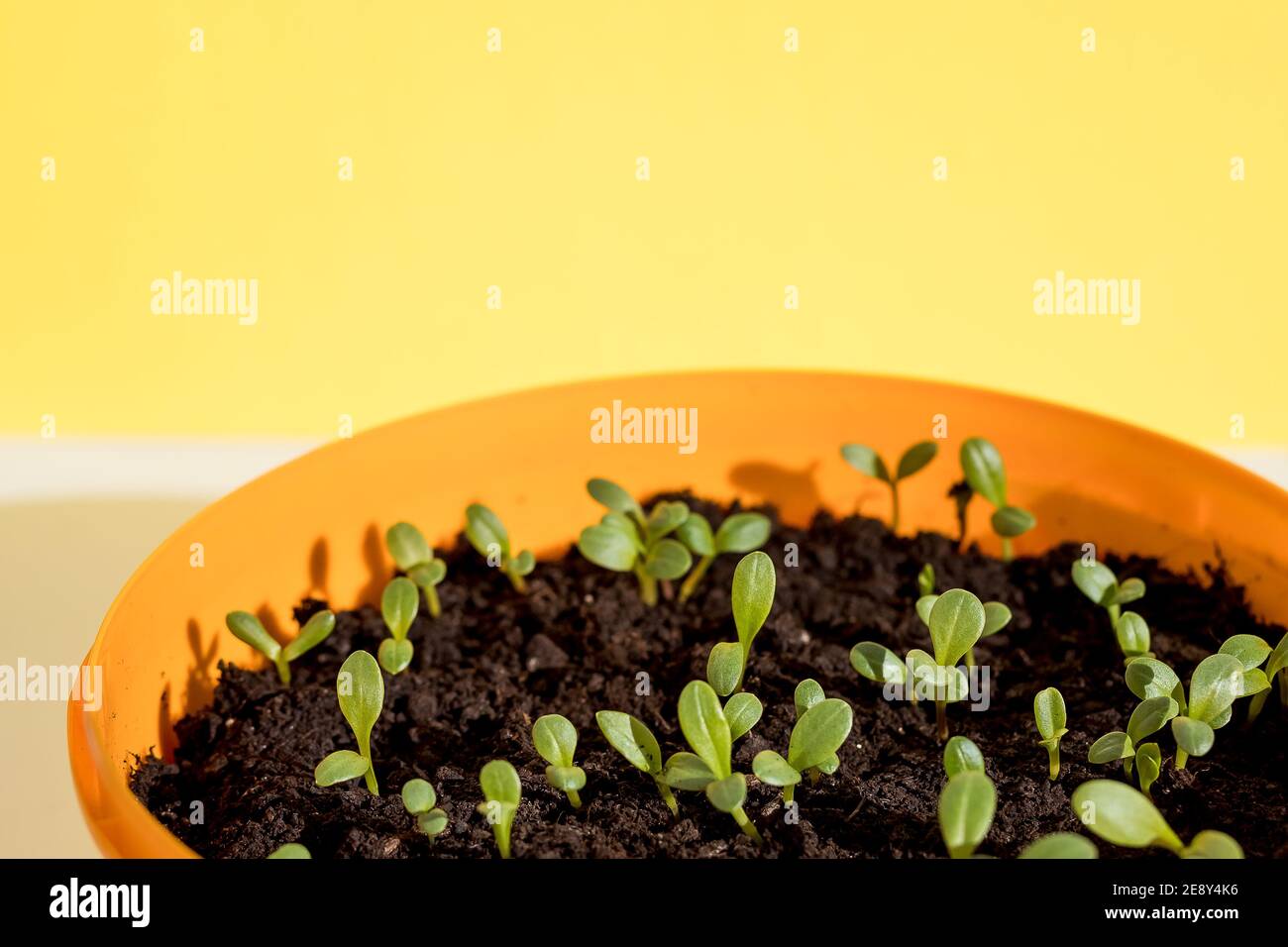 cucumber seedling sprouts in the container ready for plant. Young green ...