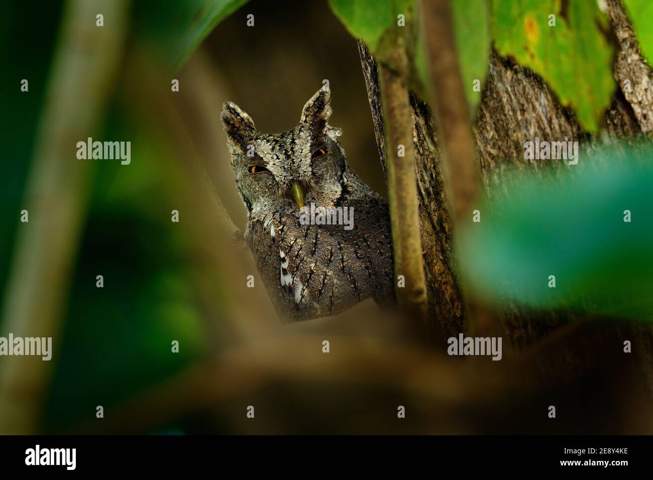Owl hidden in tropical forest. Pacific Scrrech-owl, Megascops cooperi ...