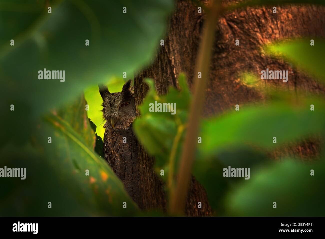 Owl hidden in tropical forest. Pacific Scrrech-owl, Megascops cooperi ...