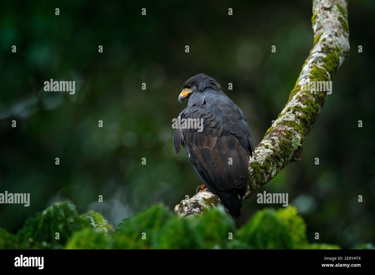 Scary america hi-res stock photography and images - Alamy