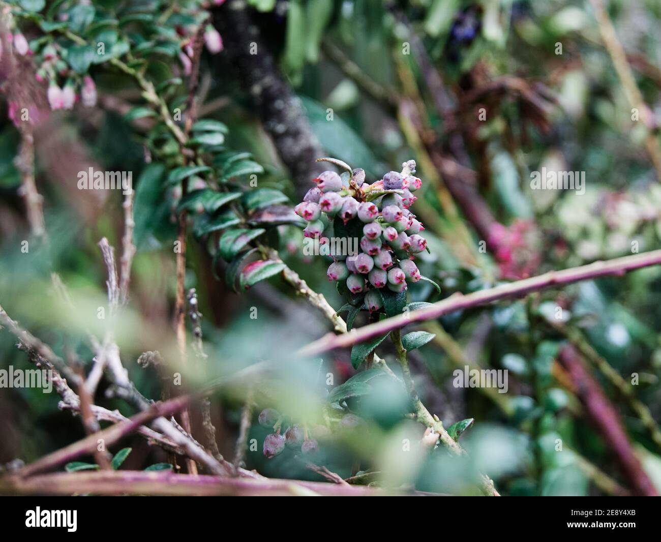 Landscape of Ecuadorian Andean mountains showing paramo type vegetation ...