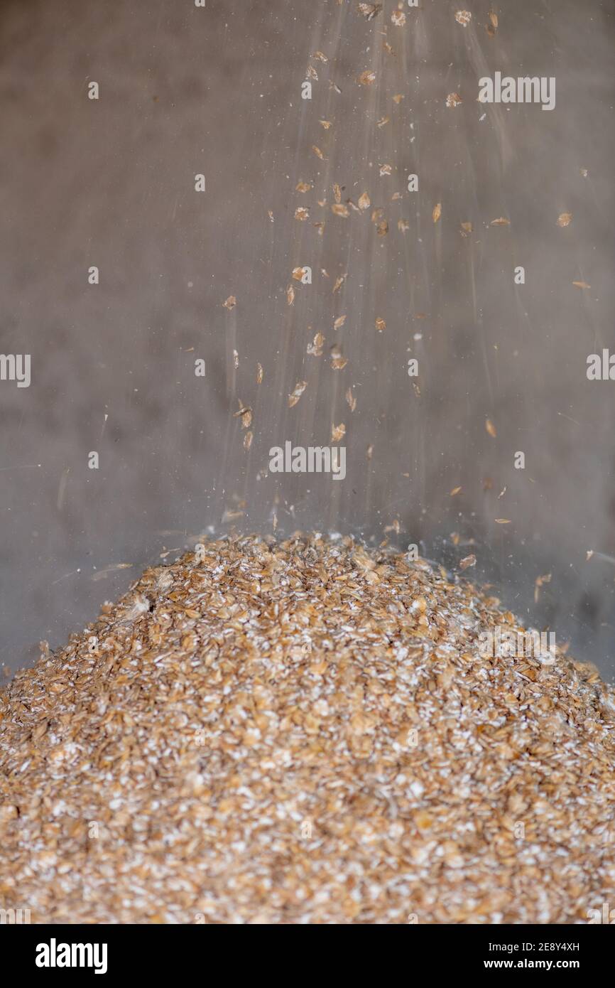 Close up of ground barley (hordeum vulgare) being milled onto a heap of ...