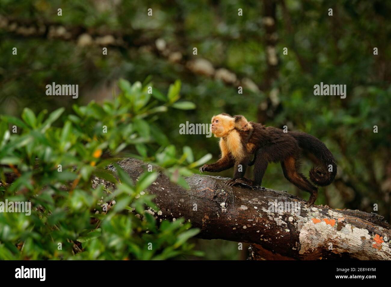 Monkey with babe.White-headed Capuchin, Cebus capucinus, black monkeys ...