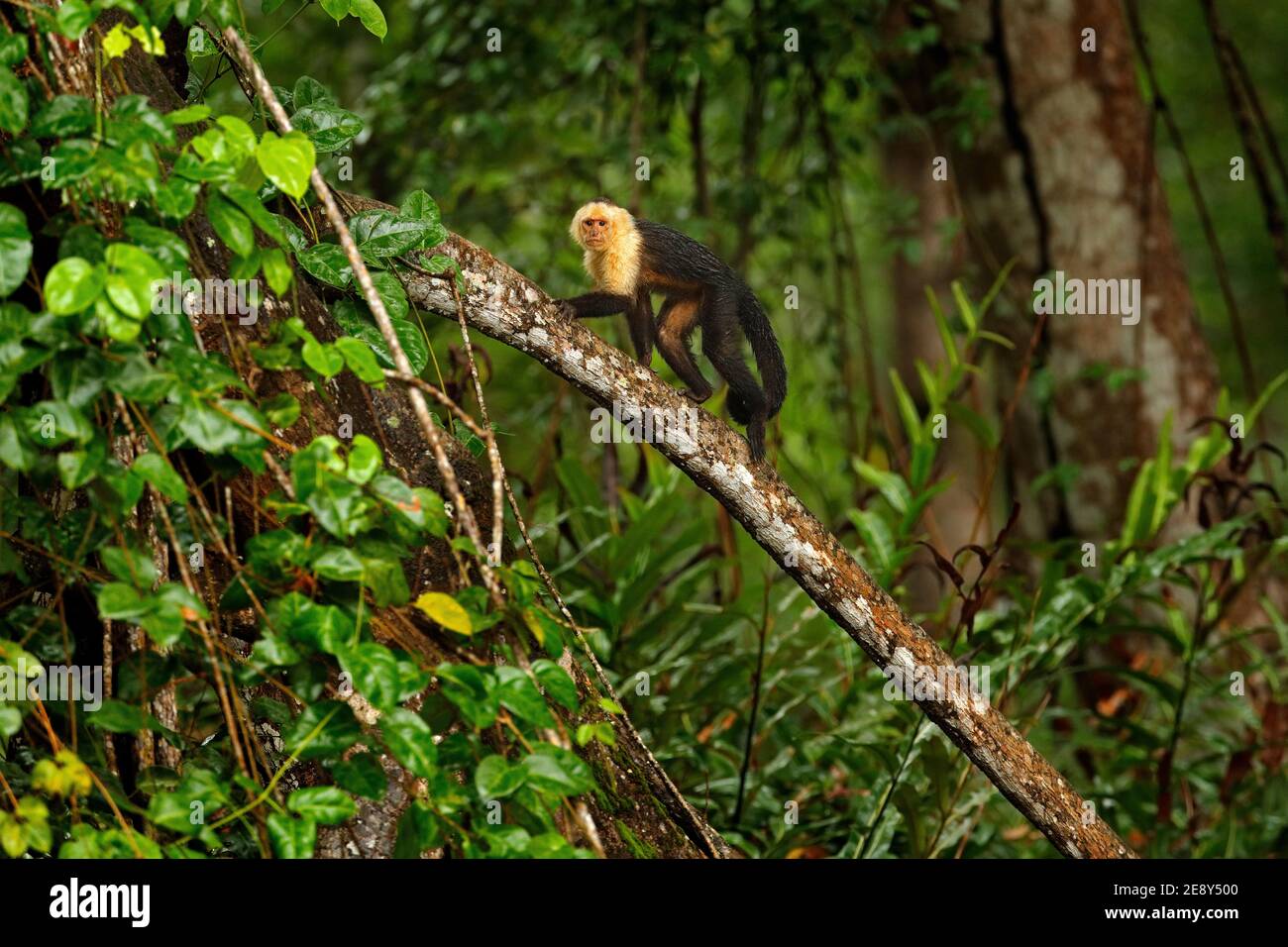 Monkey with babe.White-headed Capuchin, Cebus capucinus, black monkeys ...