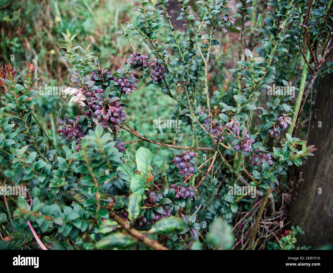 Landscape of Ecuadorian Andean mountains showing paramo type vegetation ...