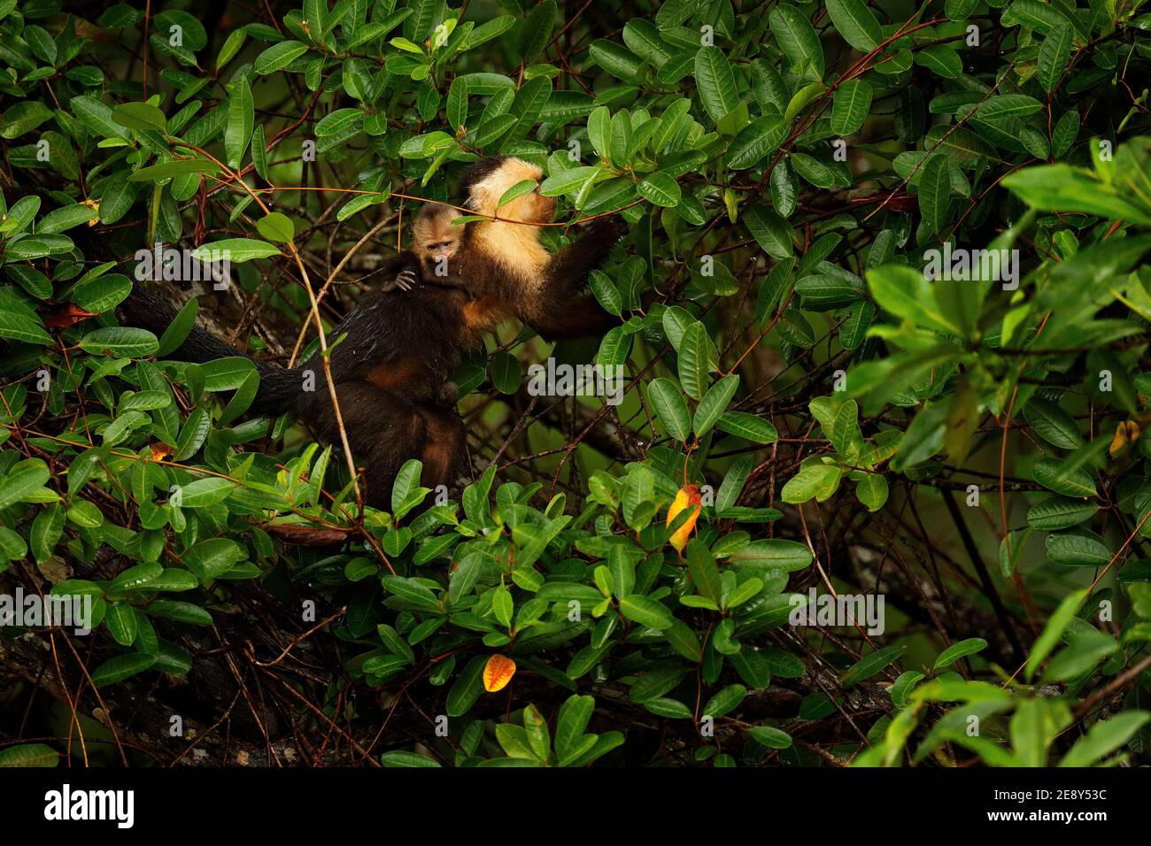 Monkey with babe.White-headed Capuchin, Cebus capucinus, black monkeys ...
