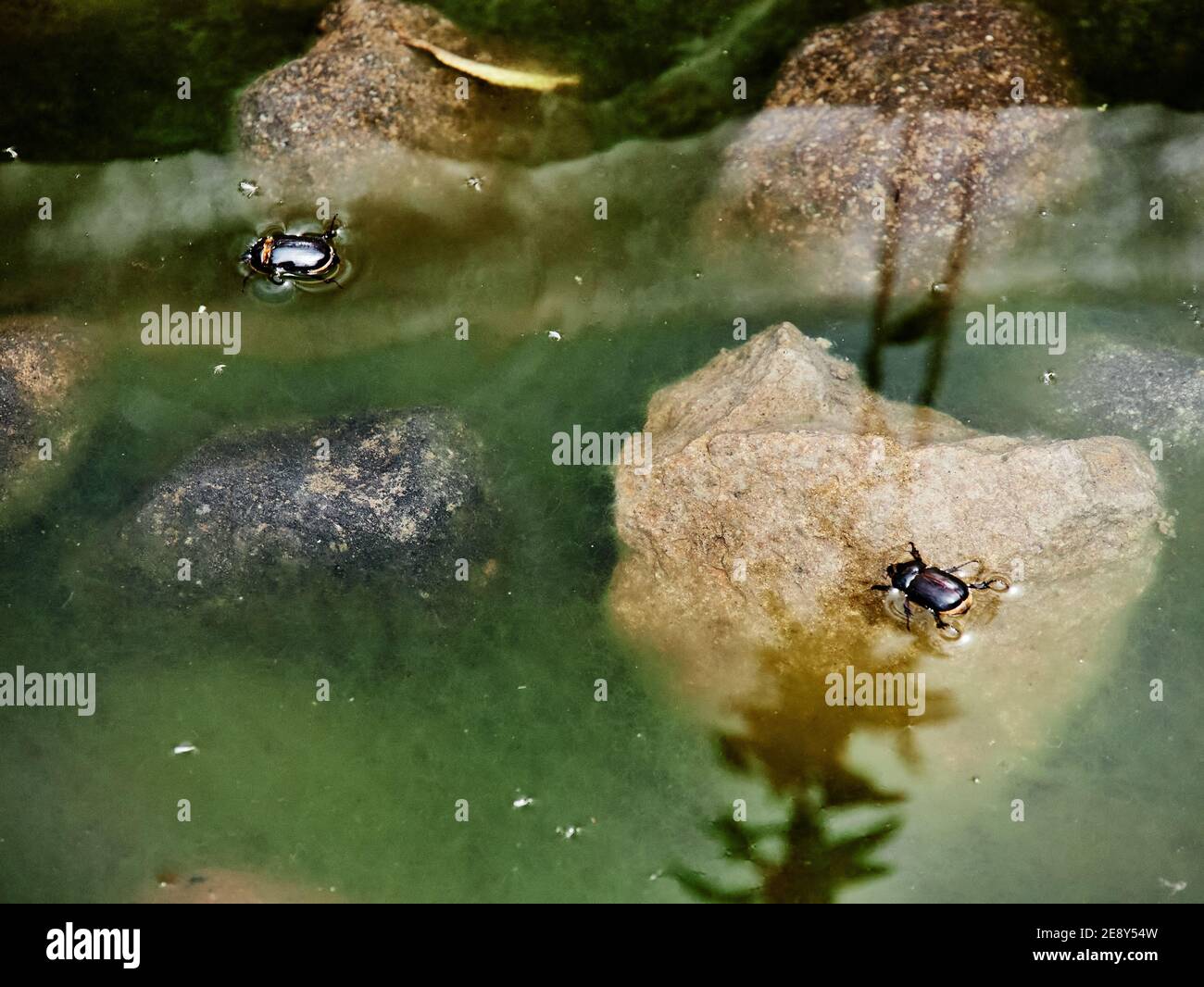 two black beetles swimming in a pool. lake, river Stock Photo - Alamy