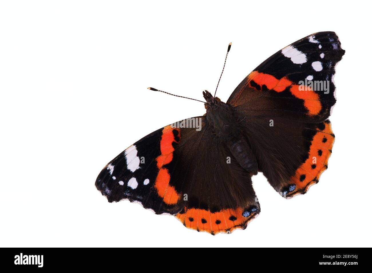 Red Admiral butterfly. Insect on a white background. Isolated. Free ...