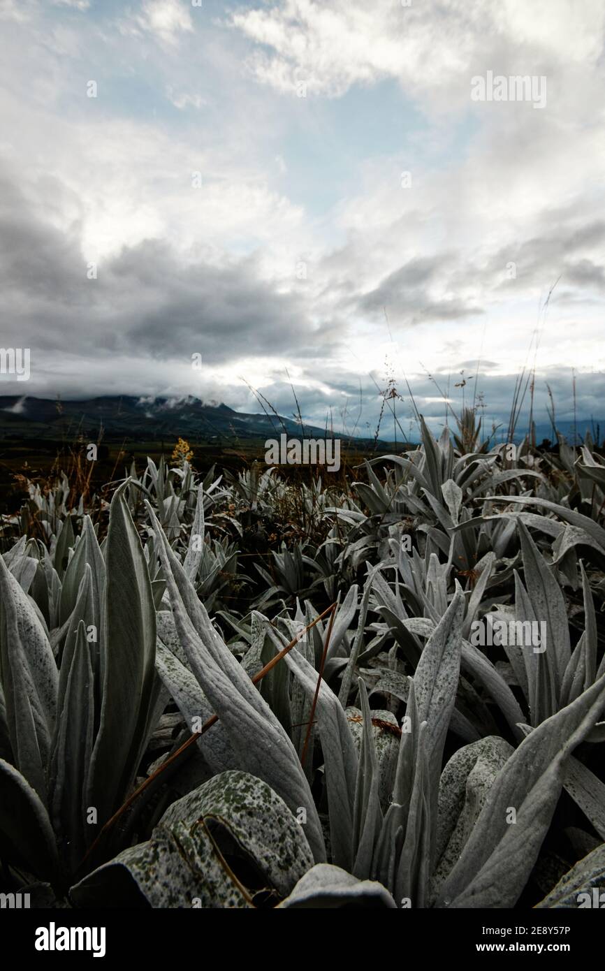 Landscape of Ecuadorian Andean mountains showing paramo type vegetation ...