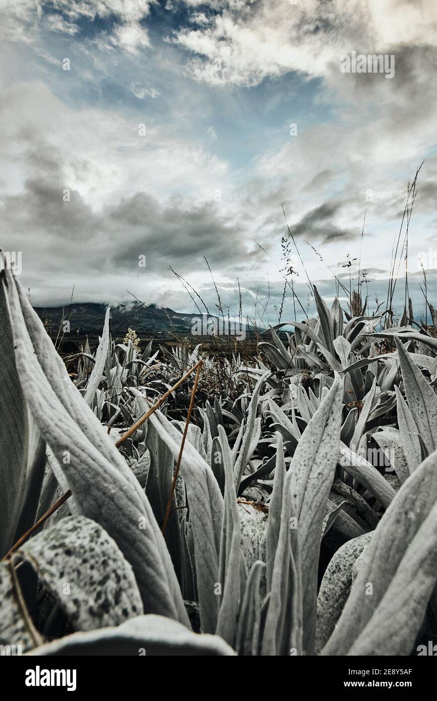 Landscape of Ecuadorian Andean mountains showing paramo type vegetation ...