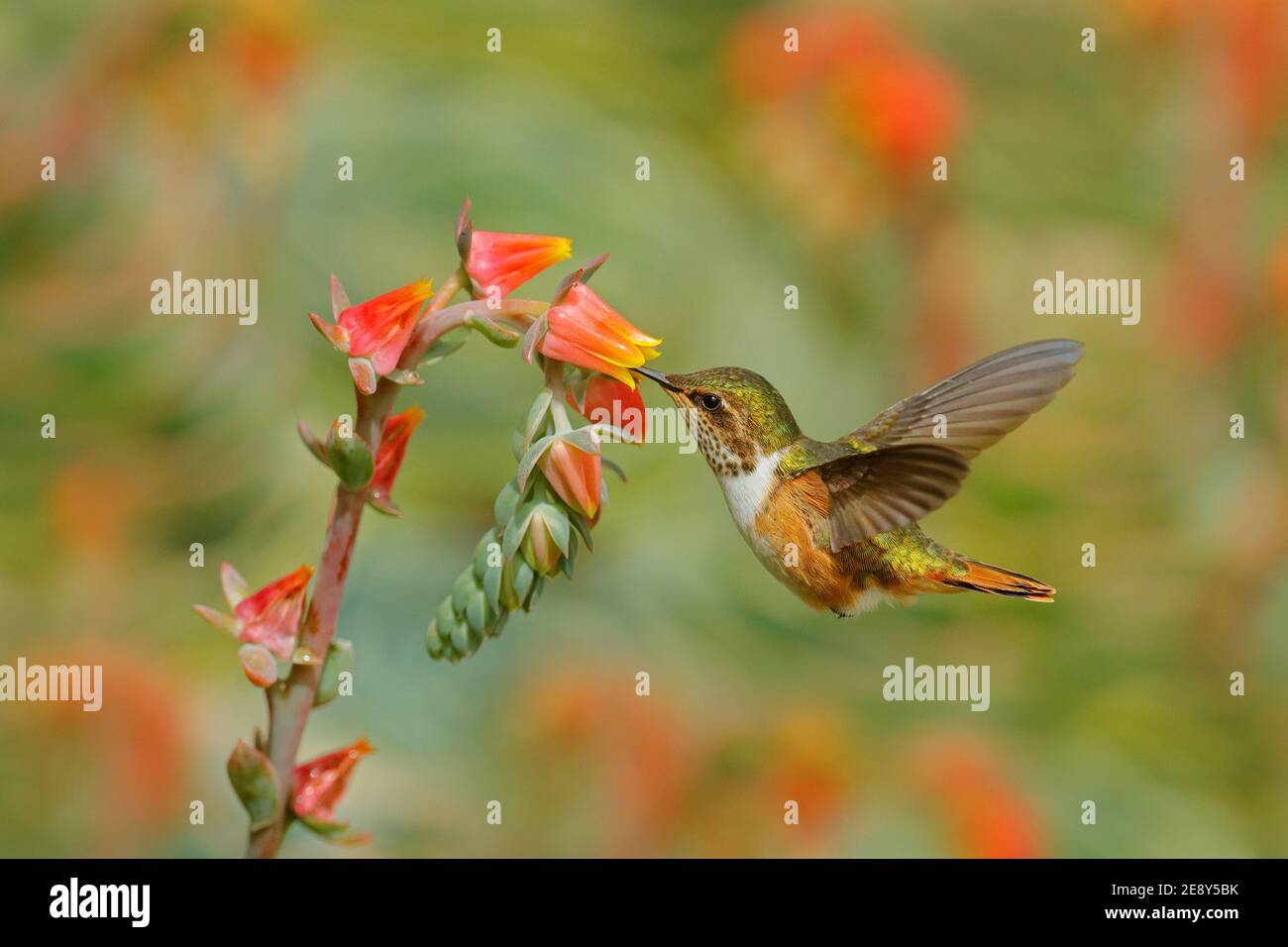 Volcano Hummingbird, animal in the nature habitat, mountain tropical ...
