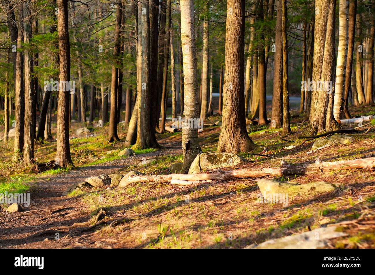 A Connecticut blue blazed trail leading through a pitch pine tree ...