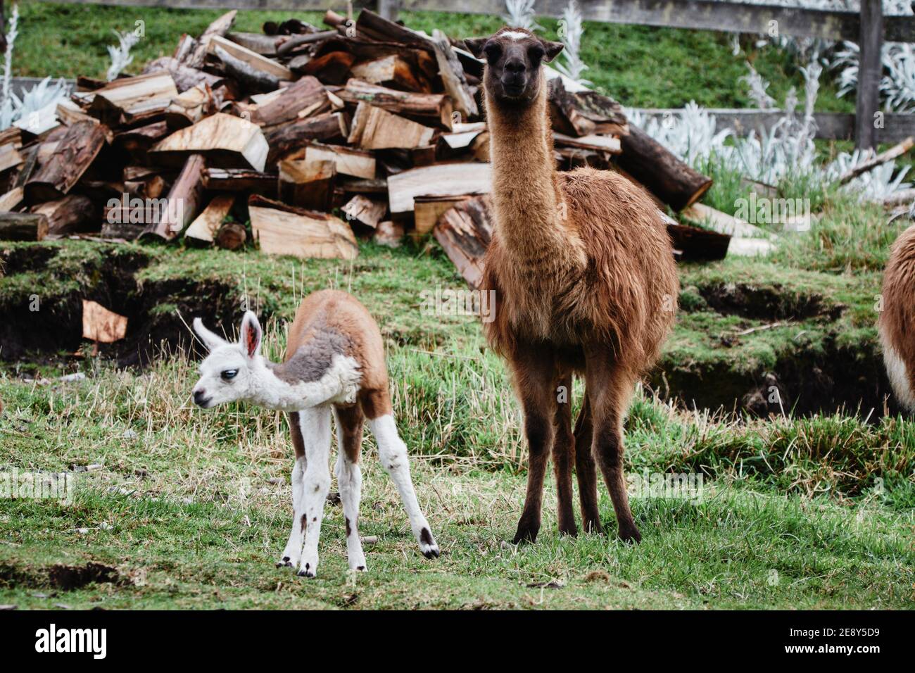 Llamas Alpaca in Andes Mountains, South America, Ecuador Stock Photo ...