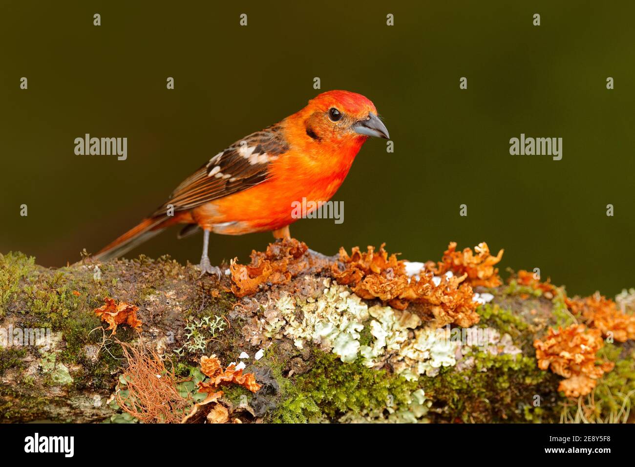 Orange bird in green tropical vegetation. Tanager from Costa Rica ...