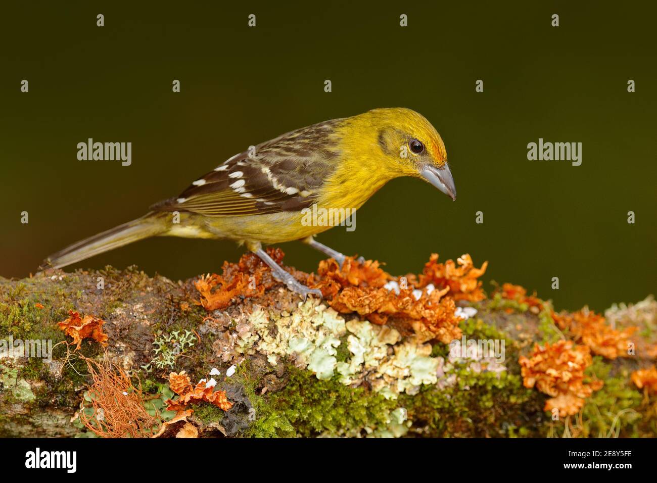 Summer tanager female bird hi-res stock photography and images - Alamy