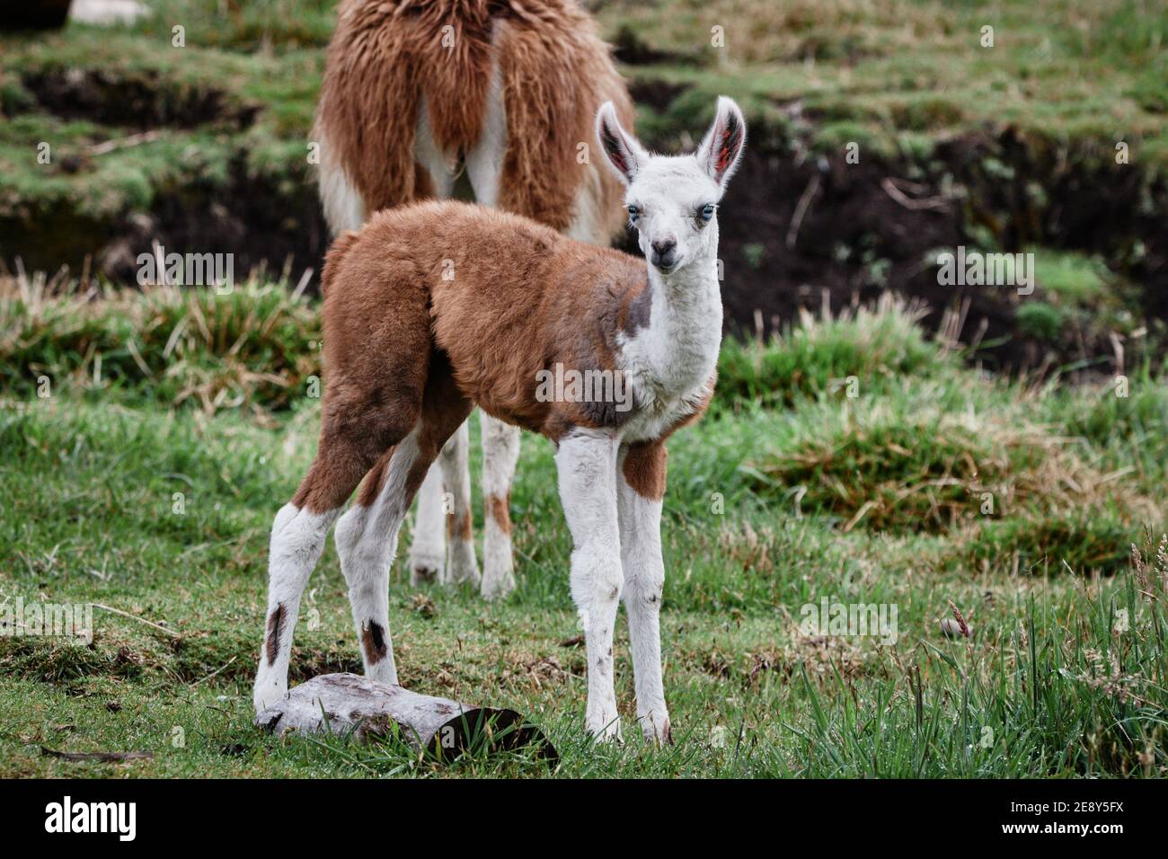 Llamas Alpaca in Andes Mountains, South America, Ecuador Stock Photo ...