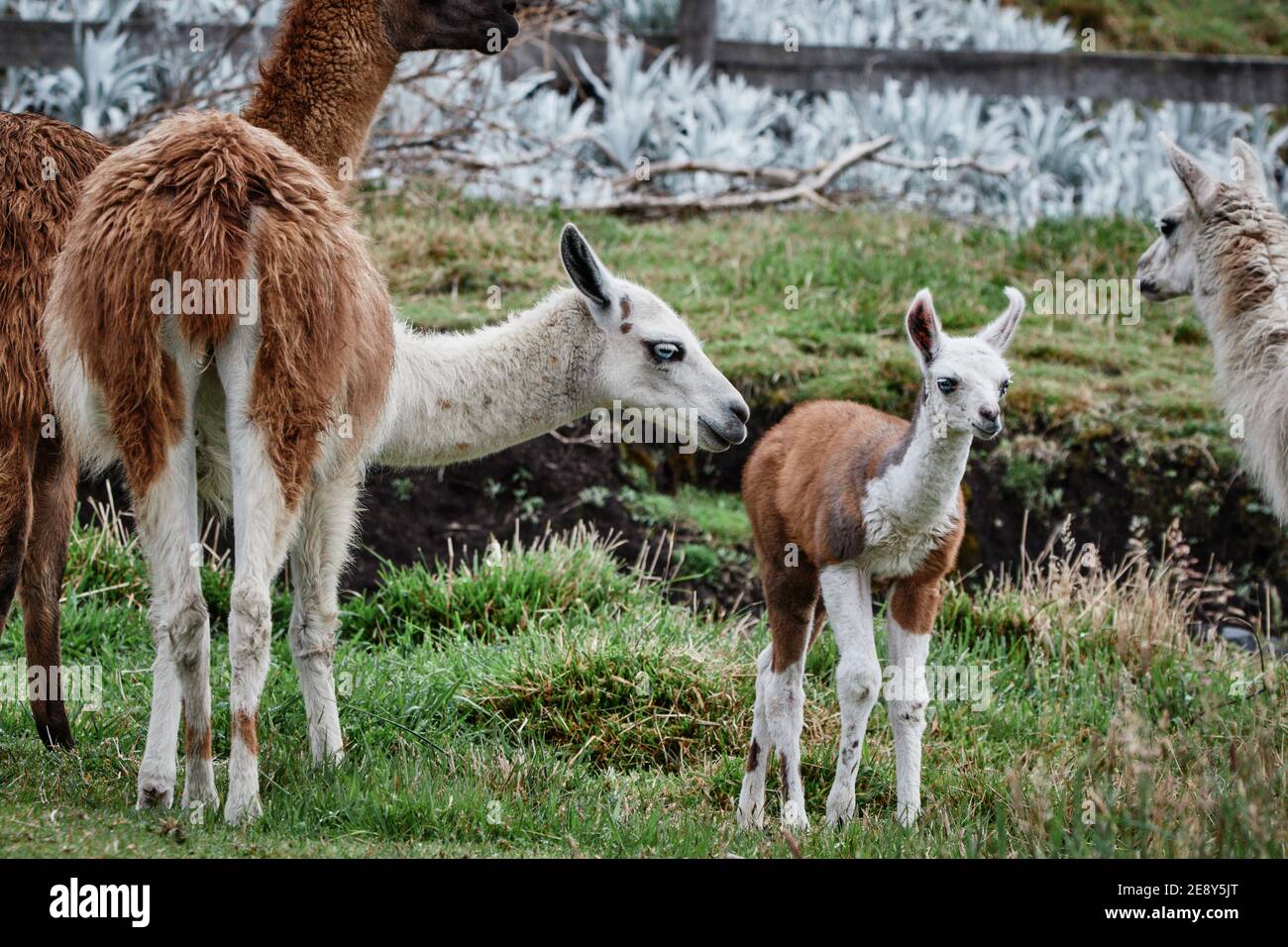 Llamas Ecuador High Resolution Stock Photography and Images - Alamy