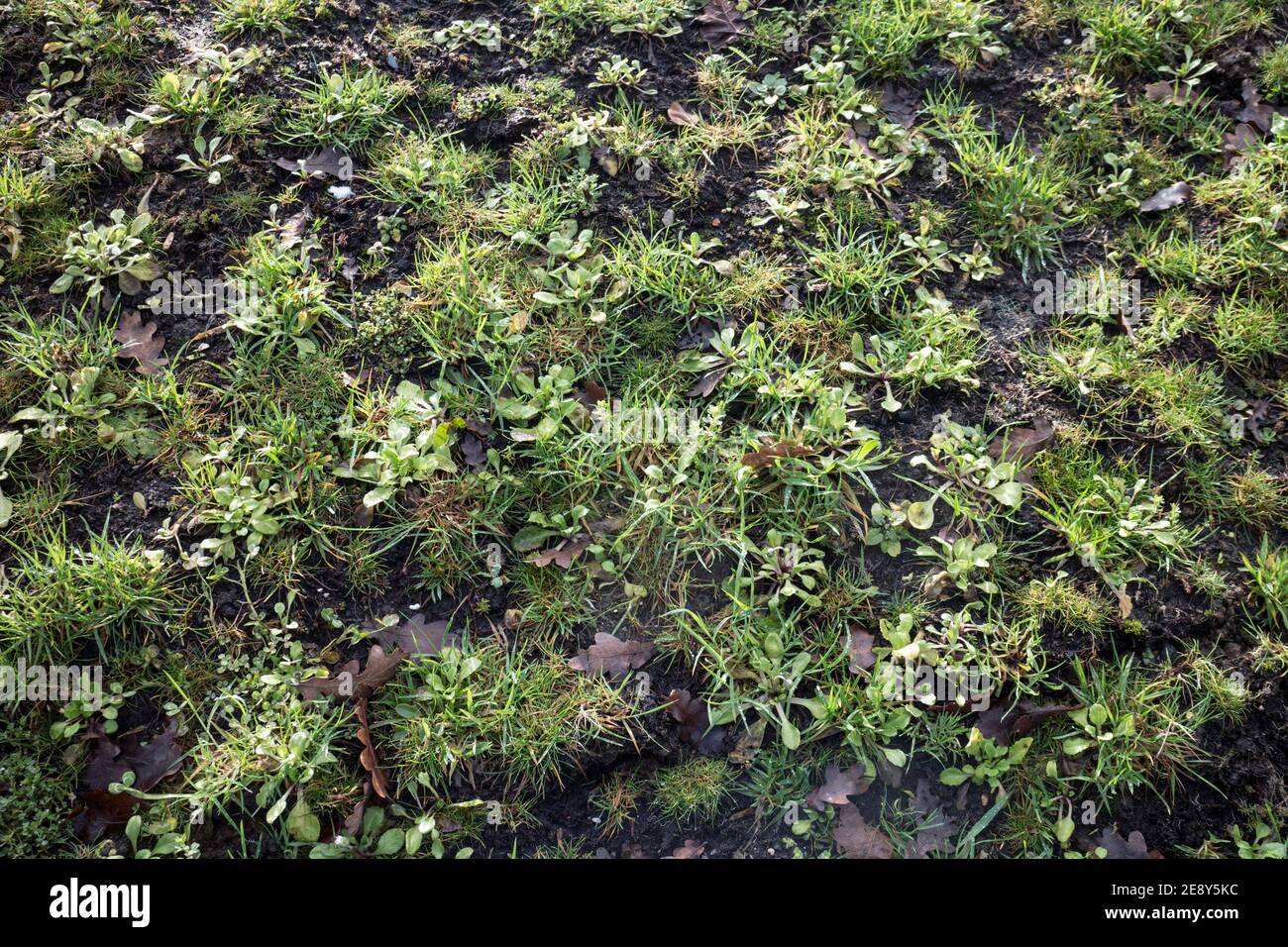 Turf with wildflower plants included, used in urban landscaping, UK ...