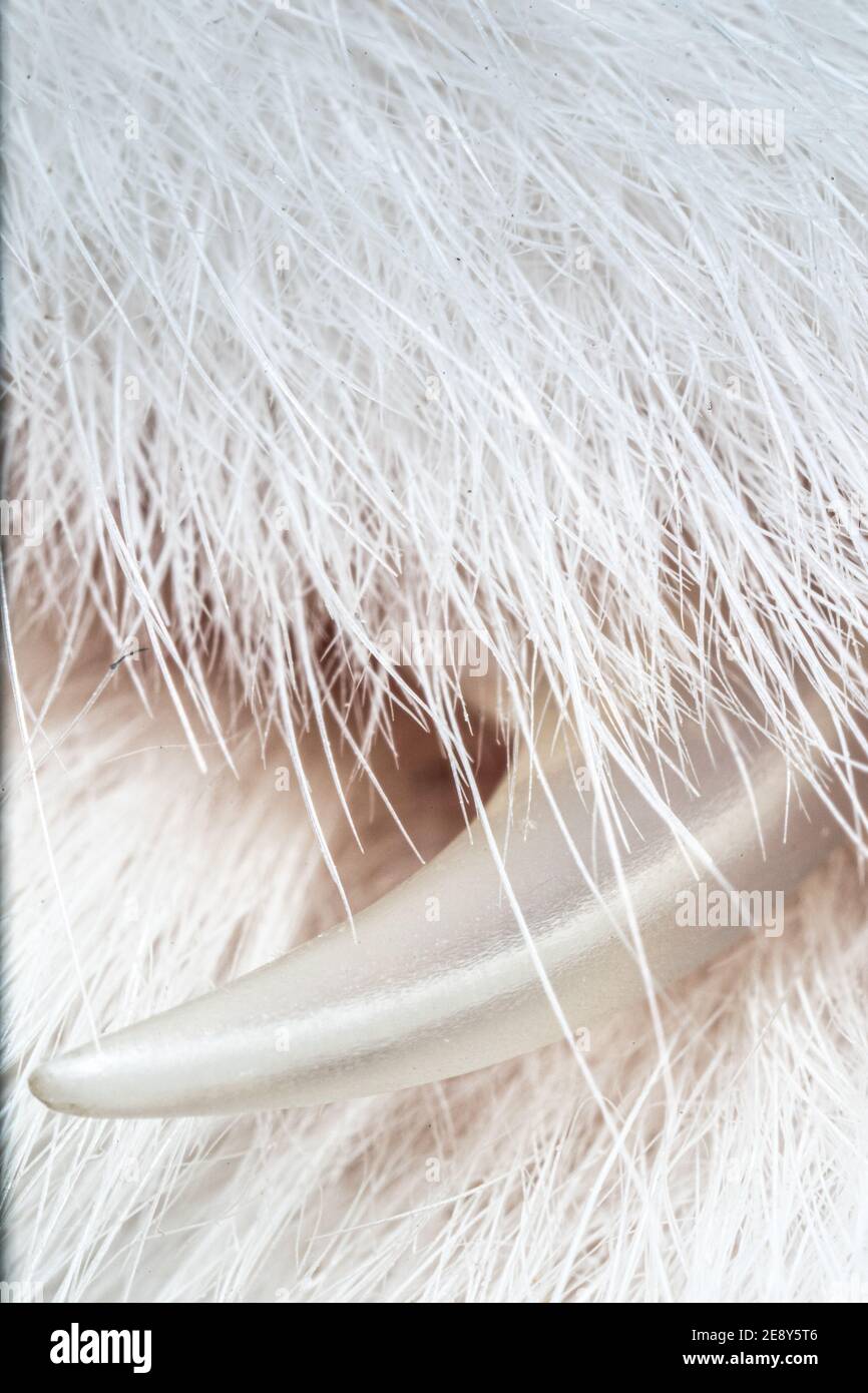 Claw detail hi-res stock photography and images - Alamy