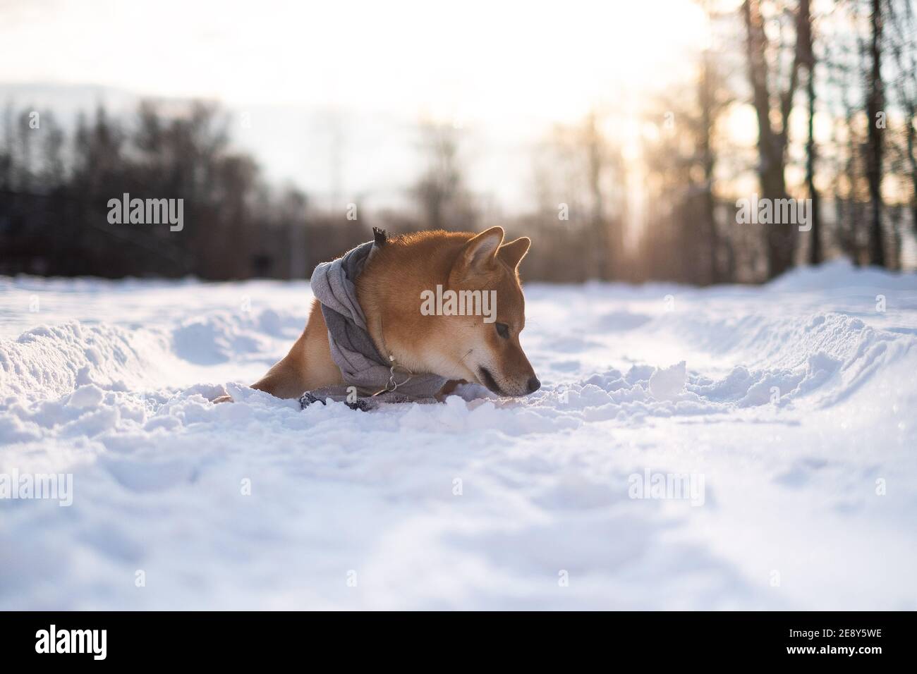 snow red shiba inu winter set Stock Photo - Alamy