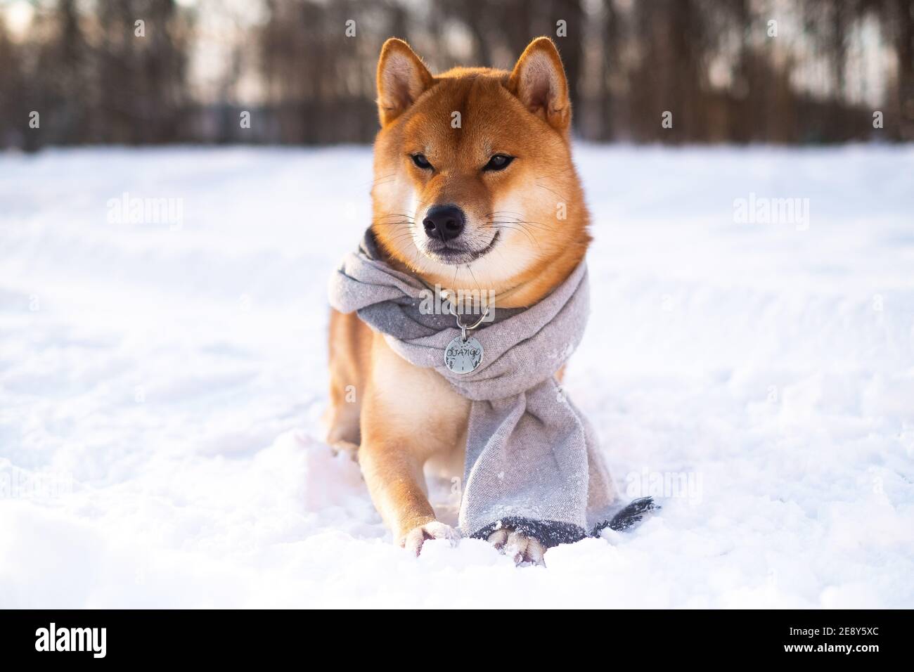 snow red shiba inu winter set Stock Photo - Alamy