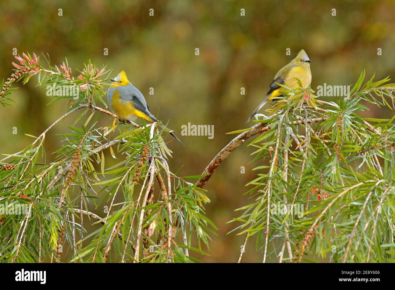 Long-tailed silky-flycatcher, Ptiliogonys caudatus, beautiful bird ...