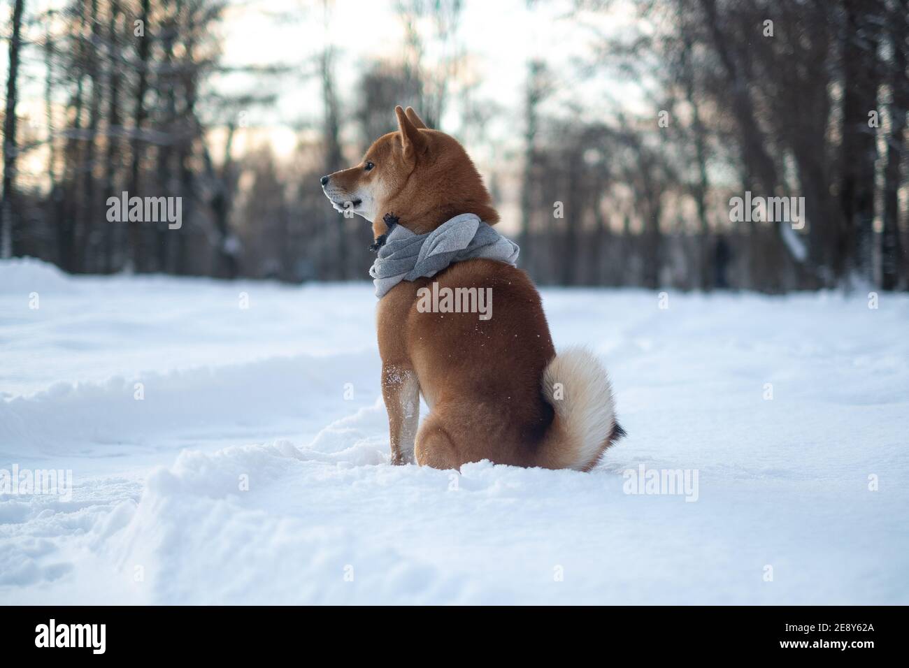 snow red shiba inu winter set Stock Photo - Alamy