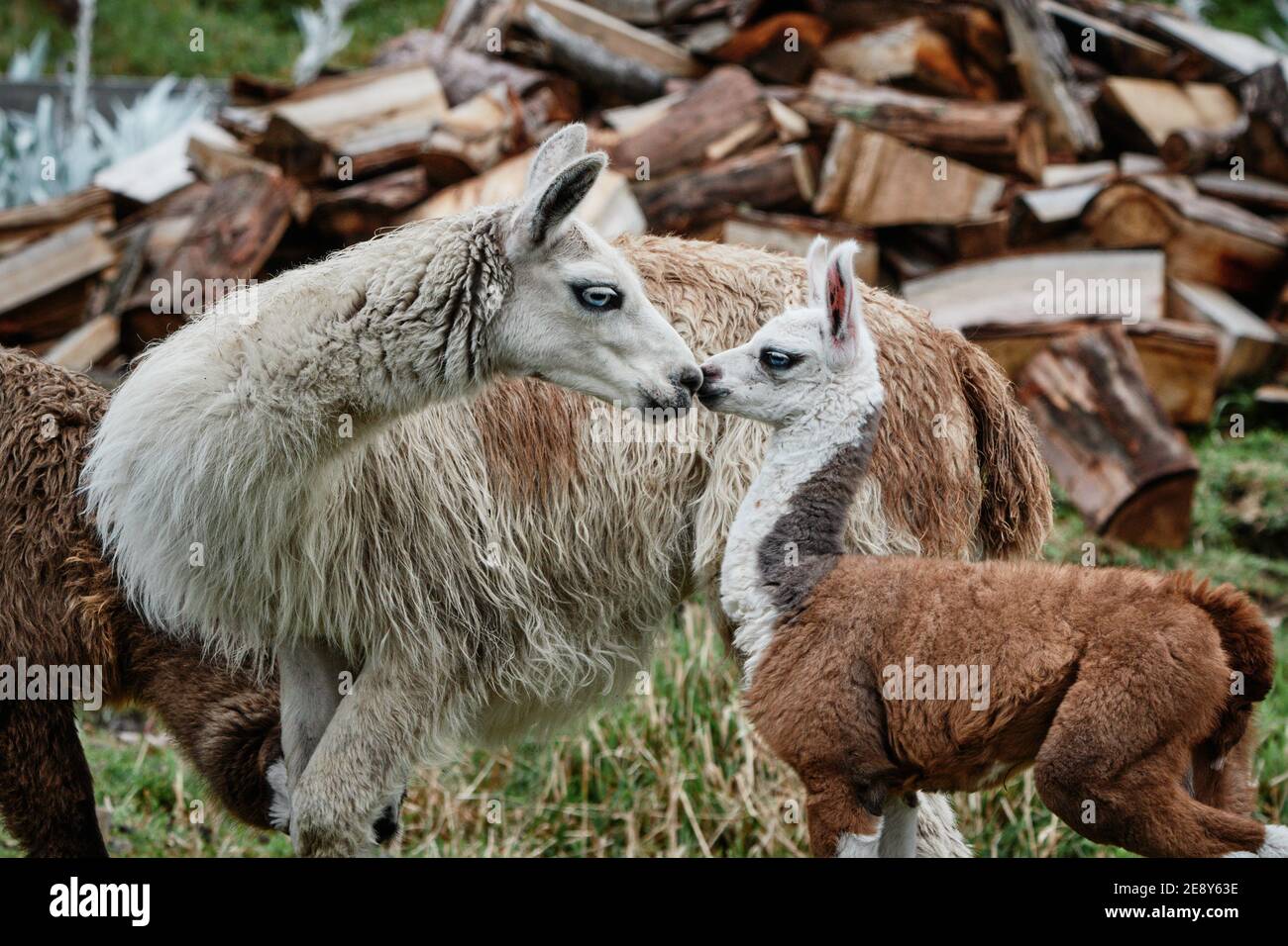 Llamas Alpaca in Andes Mountains, South America, Ecuador Stock Photo ...