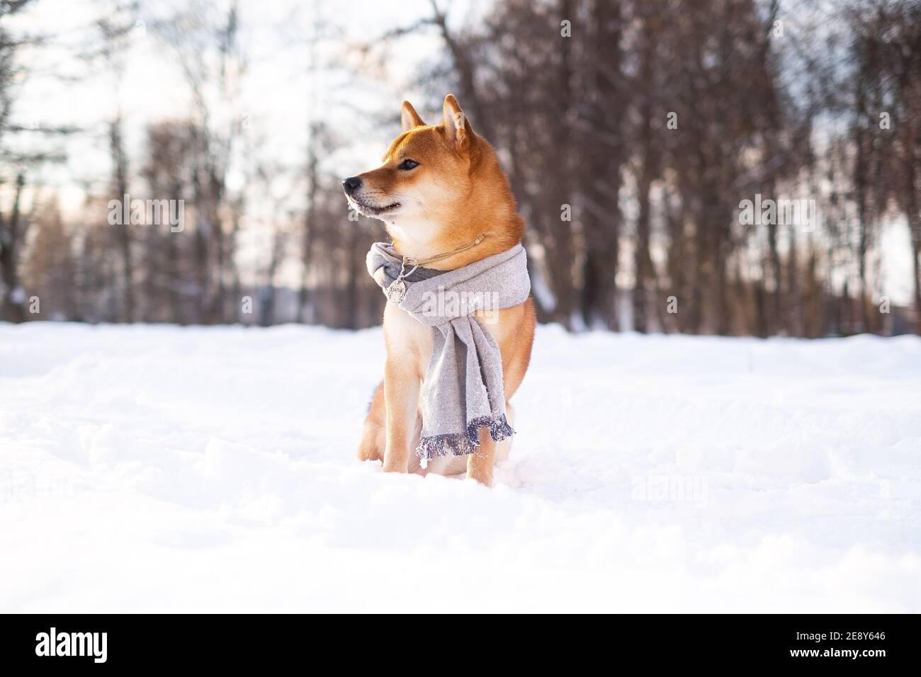 snow red shiba inu winter set Stock Photo - Alamy