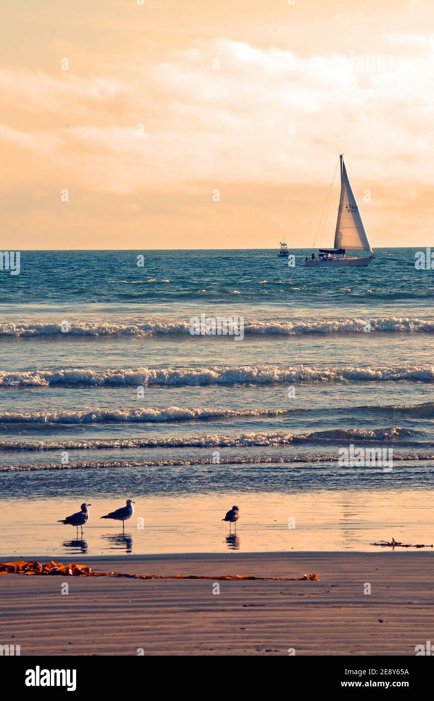 Relaxing beach with wild birds on beach, a sailboat sailing past on the ...