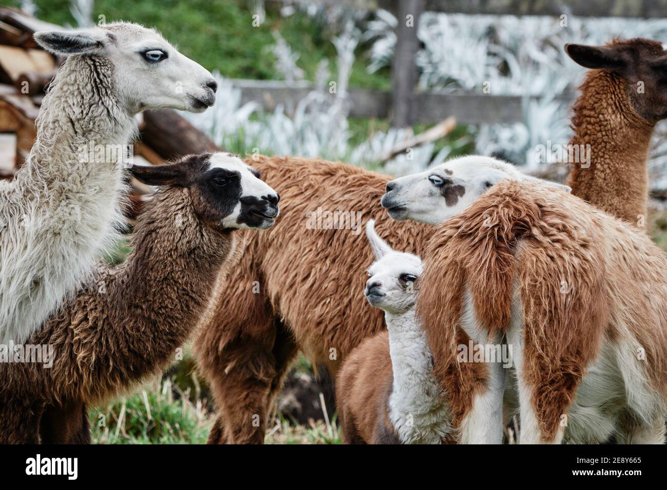 Llamas Alpaca in Andes Mountains, South America, Ecuador Stock Photo ...