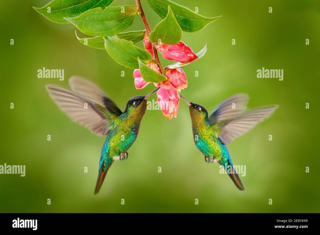 Two hummingbirds with pink flower. Fiery-throated Hummingbirds, flying ...