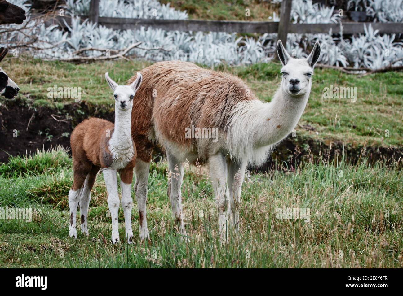 Llamas Alpaca in Andes Mountains, South America, Ecuador Stock Photo ...