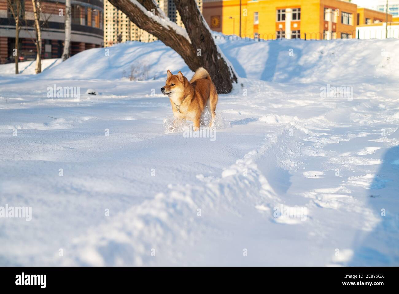 Shiba Inu Winter High Resolution Stock Photography and Images - Alamy