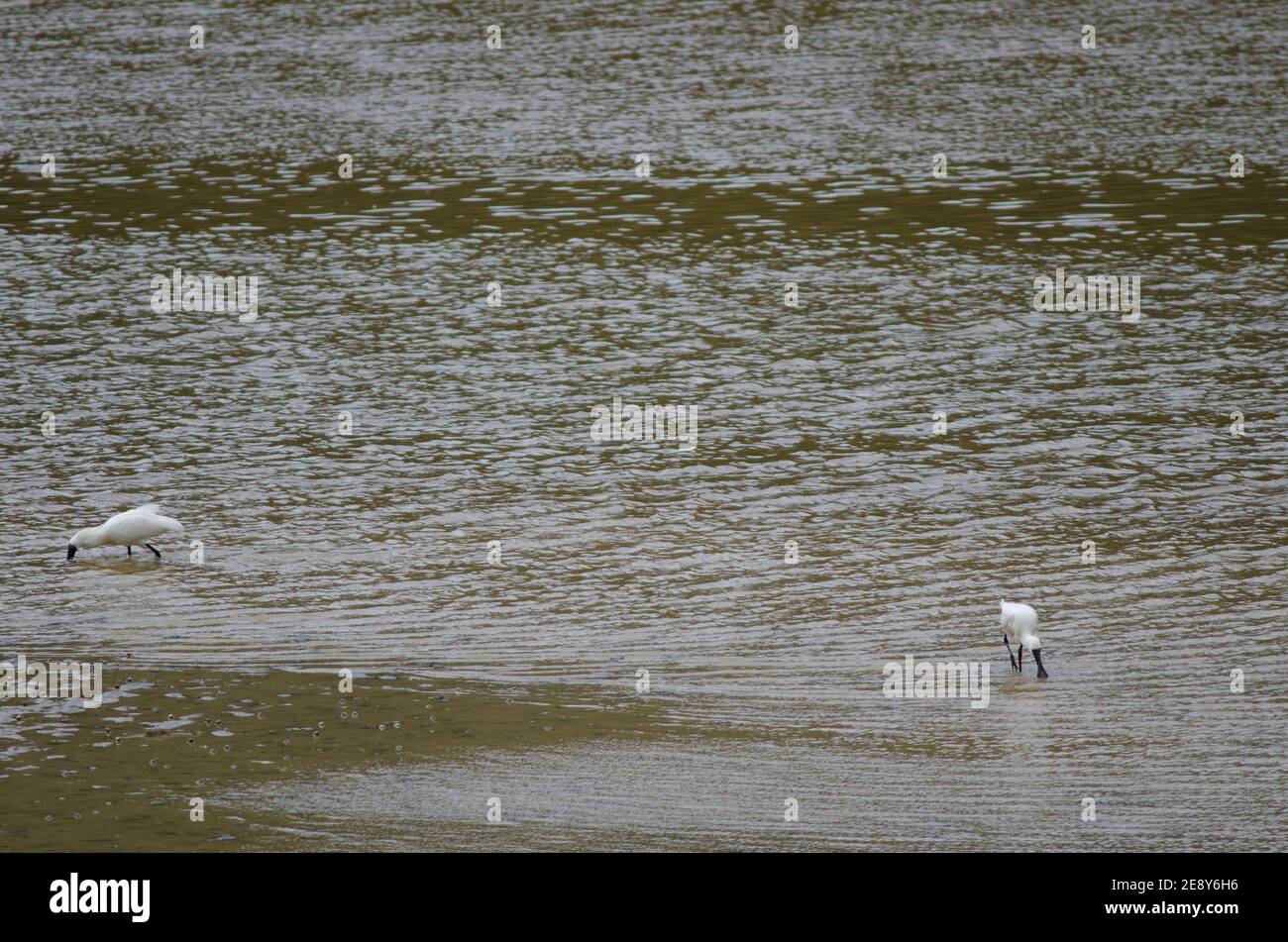 Royal spoonbills Platalea regia searching for food. Taieri River ...