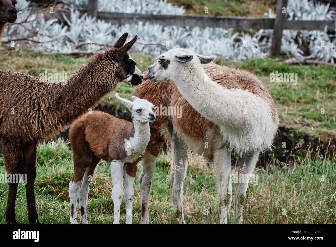 Llamas Alpaca in Andes Mountains, South America, Ecuador Stock Photo ...