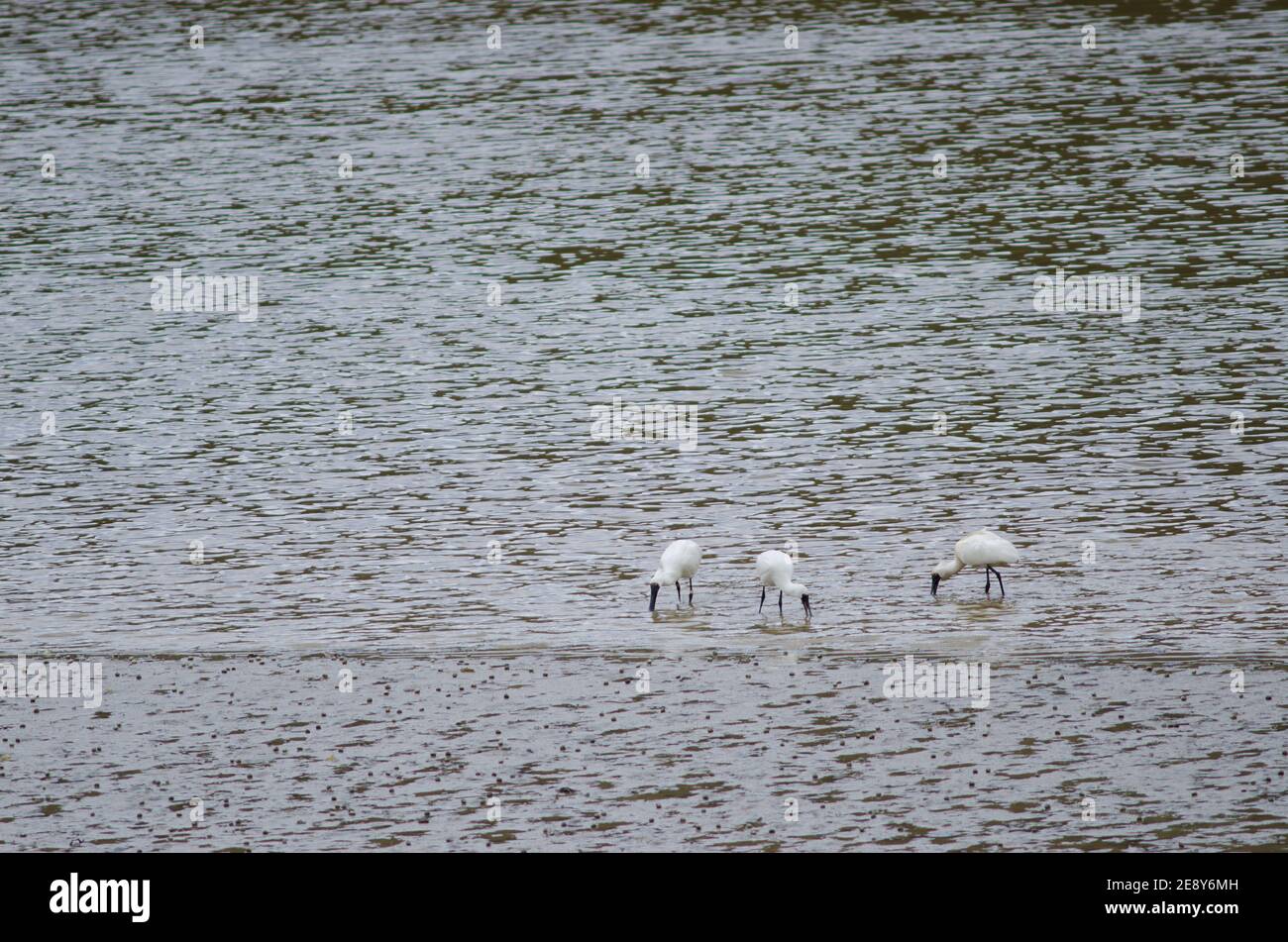 Royal spoonbills Platalea regia searching for food. Taieri River ...