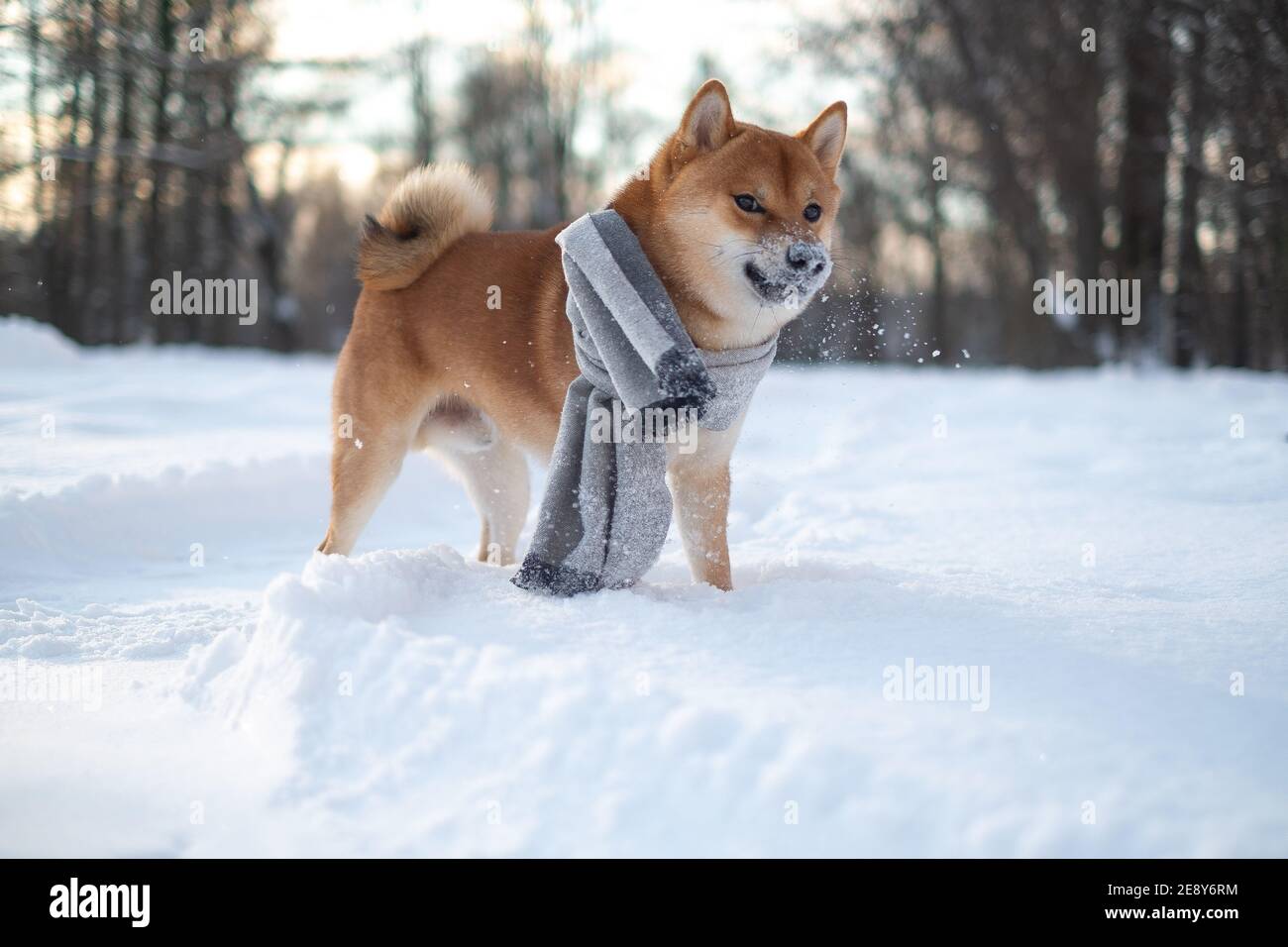 snow red shiba inu winter set Stock Photo - Alamy