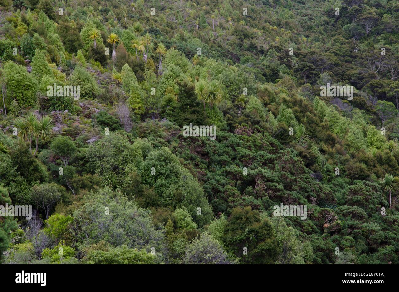 Forest in Taieri River Scenic Reserve. Otago. South Island. New Zealand ...