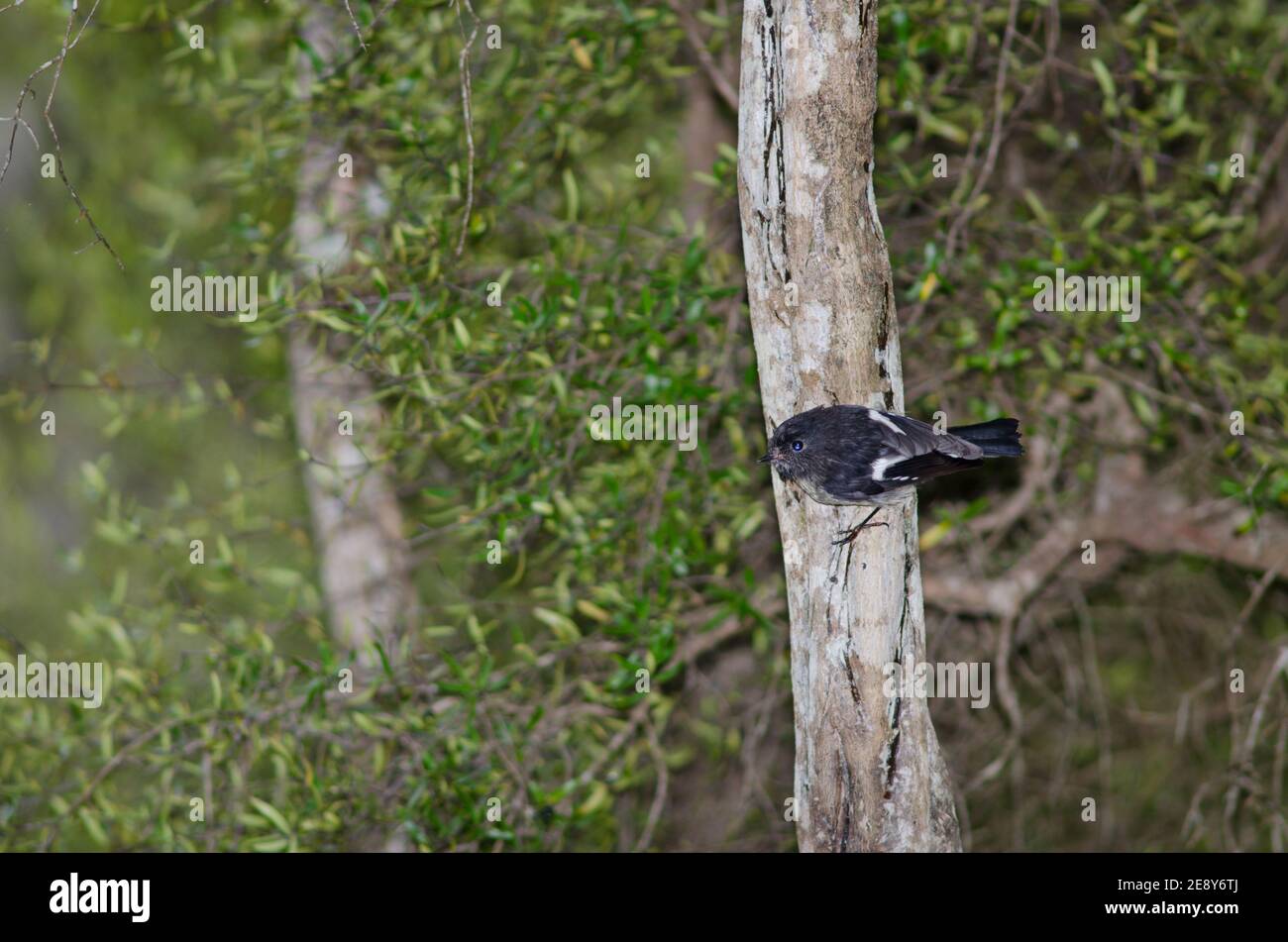 South Island tomtit Petroica macrocephala. Male. Taieri River Scenic ...