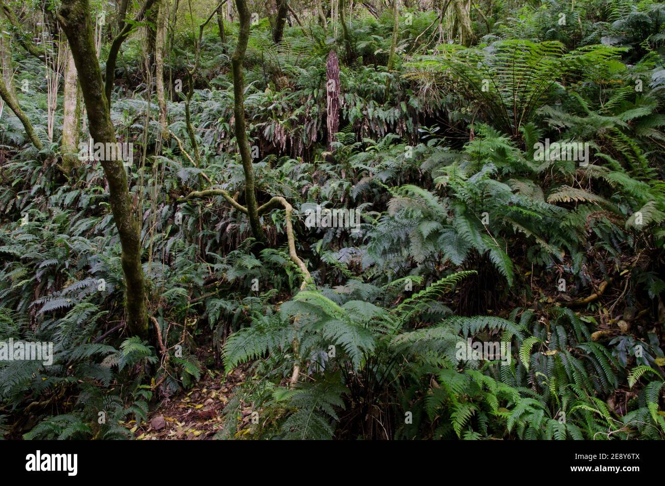 Rainforest in Taieri River Scenic Reserve. Otago. South Island. New ...